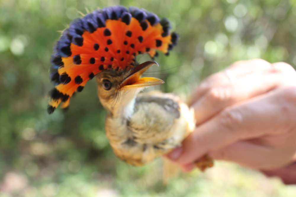 Bird Banding Technician | Toucan Ridge Ecology and Education Society (T ...